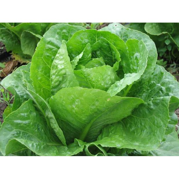 Jual Mantap!! 150 Benih Selada Georgia F1 Slada Hijau Kepala Sayuran ...