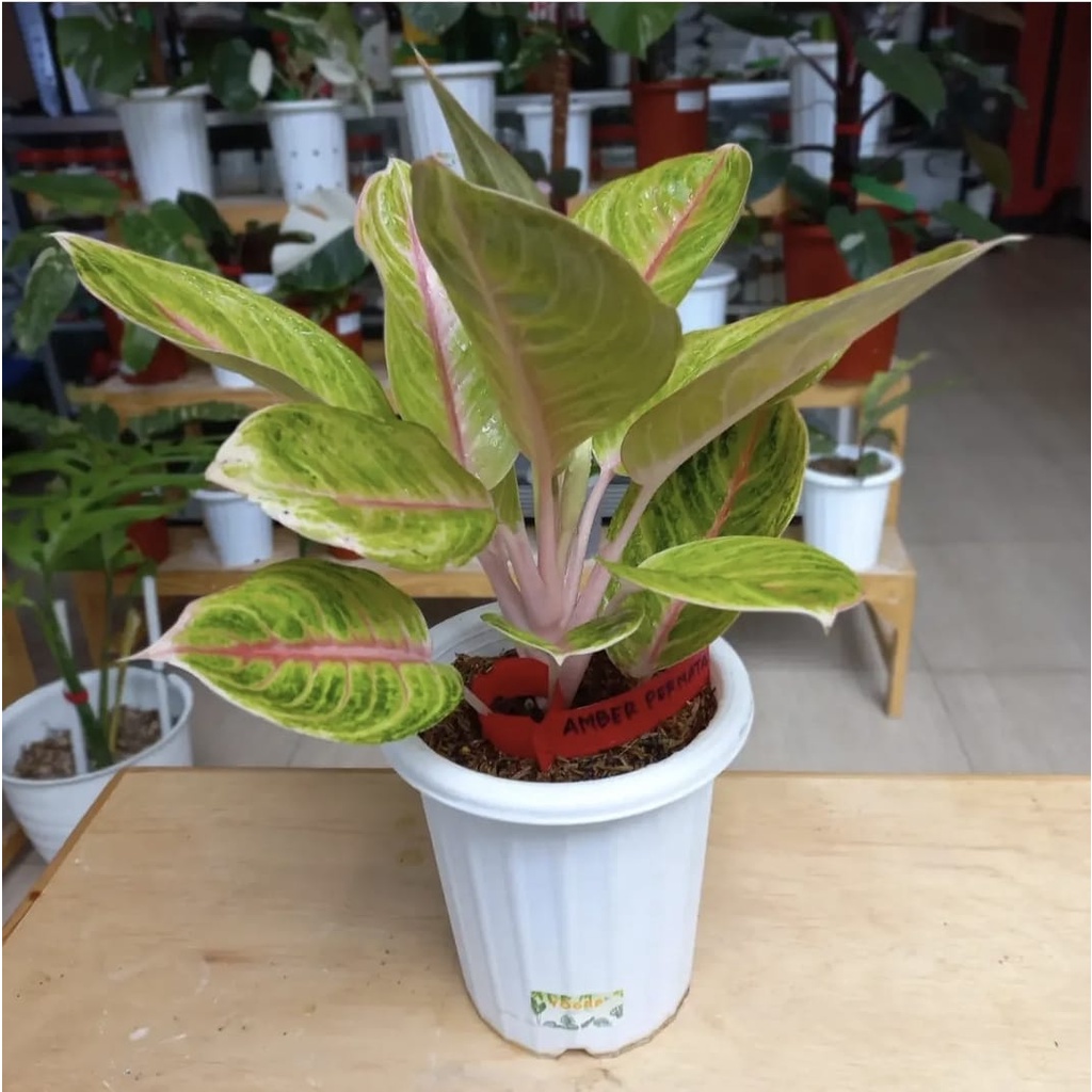 Jual POT BUNGA 10 PUTIH POT TANAMAN HIAS 10 MERAH POT KEBUN TINGGI 10CM ...