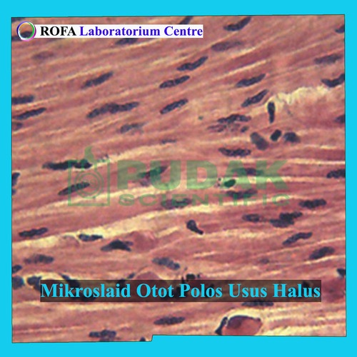 Jual Mikroslaid Otot Polos Usus Halus Preparat Otot Polos Usus Halus New Ori Shopee Indonesia