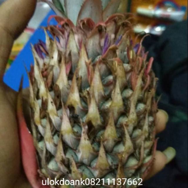 Jual Buah nanas muda/buah nanas muda hutan | Shopee Indonesia