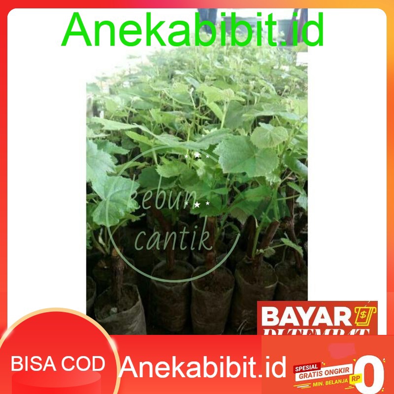Jual paket 4 bibit anggur lokal red master asli (COD) | Shopee Indonesia