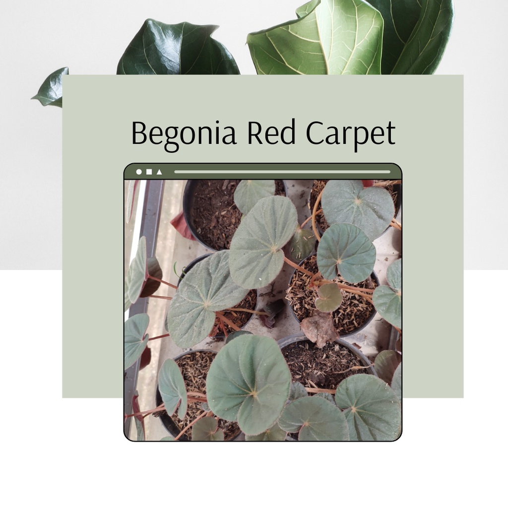 Jual Tanaman Hias Begonia Red Carpet Bunga Begonia Red Carpet | Shopee ...
