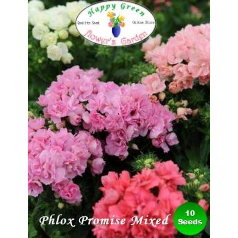 Jual benih Biji Bunga Phlox Double Promise Mix | Shopee Indonesia