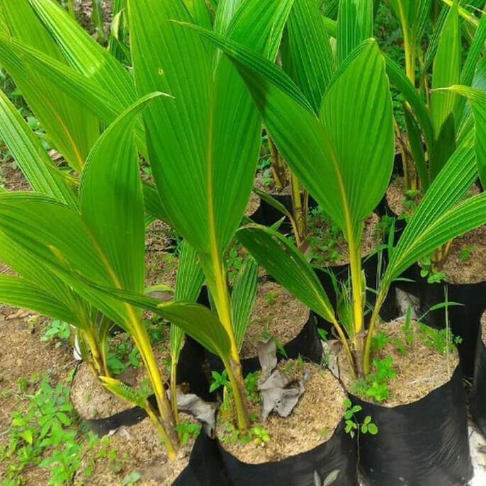 Jual Pohon Kelapa Gading, Pohon Kelapa Kuning, Tanaman Buah Kelapa Mdh | Shopee Indonesia