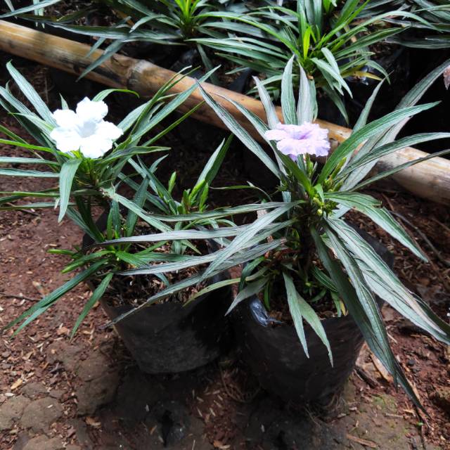 Jual Rawelia mini, Ruellia mini, Bunga ungu, Bunga putih, Tanaman bunga ...