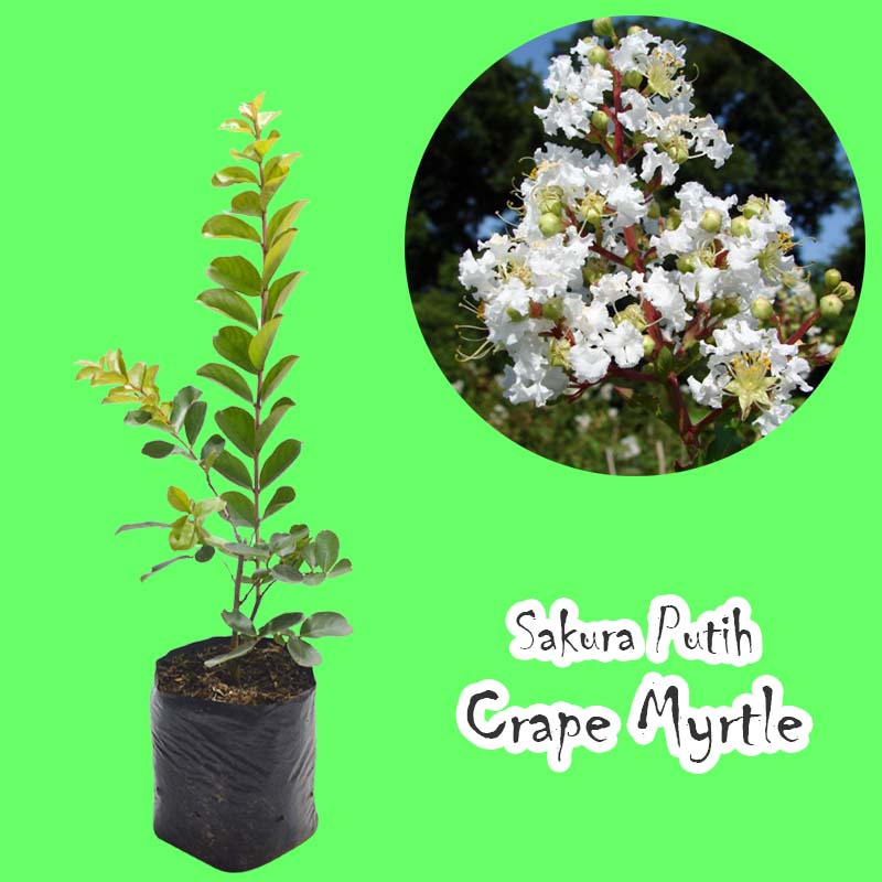 Jual Tanaman Hias Crape Myrtle Putih - Sakura Putih | Shopee Indonesia