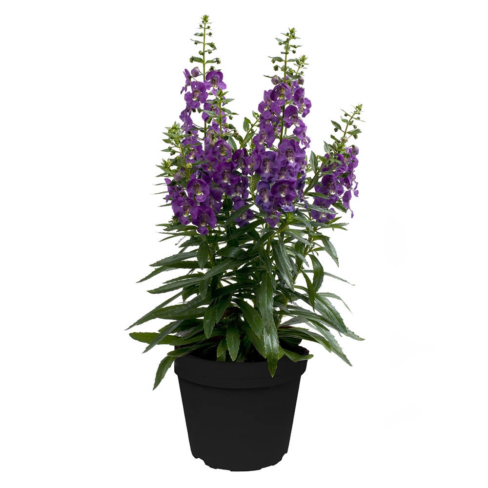 Jual Tanaman Bunga Lavender Angelonia - Bunga Hias Angelonia Berbunga ...