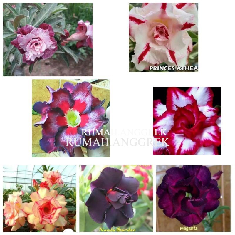Jual Paket 7 Bunga Tumpuk Adenium Kamboja-adenium bunga tumpuk-obesum ...