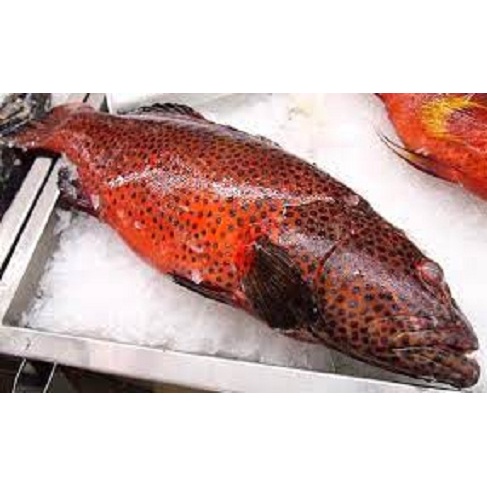 Jual Ikan Kerapu Bintik Kecil-1kg- Seafood By Oemahpayu | Shopee Indonesia