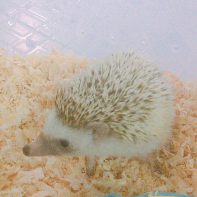 Jual Landak Mini Pinto ( indukan ) | Shopee Indonesia