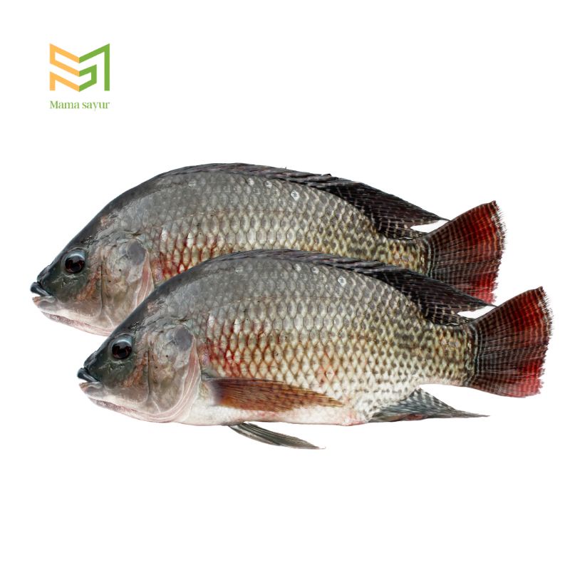 Jual Ikan mujair nila segar per pack | Shopee Indonesia
