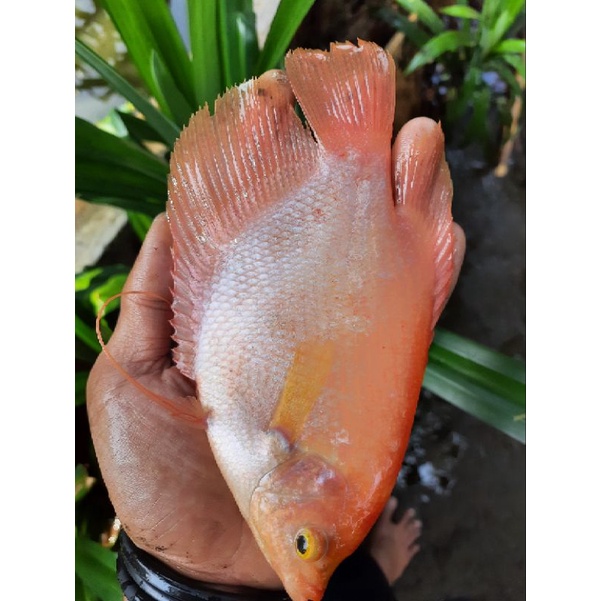 Jual ikan gurame padang ukuran 4 jari | Shopee Indonesia