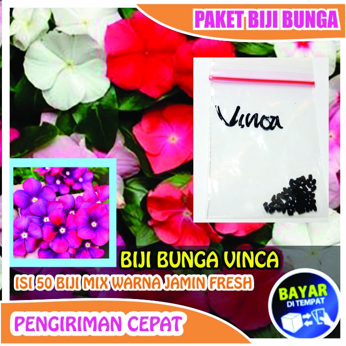 Jual Biji Benih bunga vinca | Shopee Indonesia