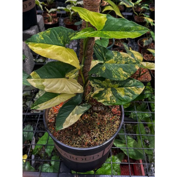 Jual syngonium yellow variegata | Shopee Indonesia