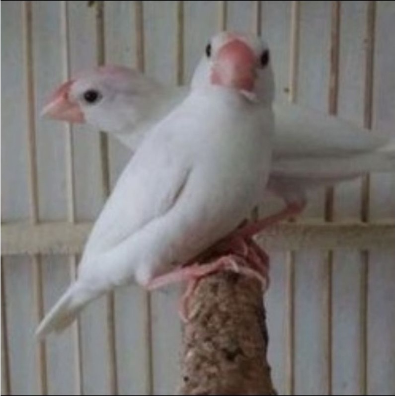 Jual gelatik putih sepasang jantan betina ( jaminan ) | Shopee Indonesia