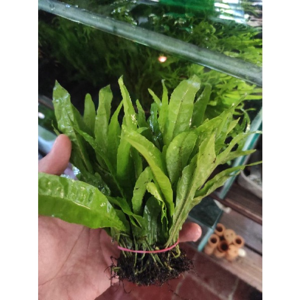 Jual Tanaman Aquascape Kadaka Java fern. harap tulis note jika ingin ...