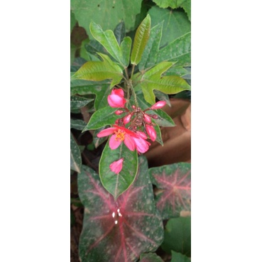 Jual bunga batavia merah(vegetasi lebah,klanceng/trigona)stek 30cm ...