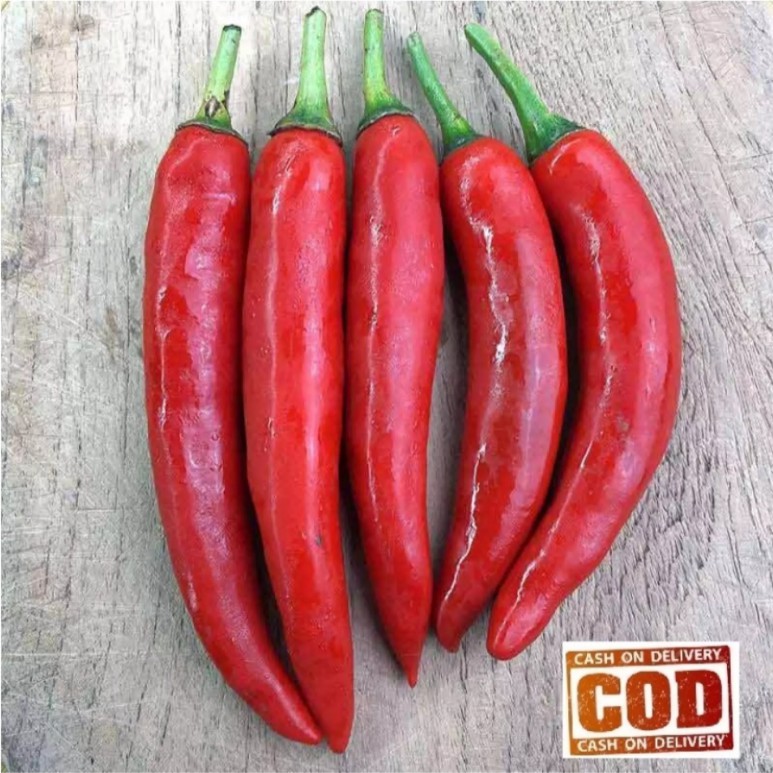 Jual CABE MERAH BESAR 20 Biji / Benih / bibit ( CABE MERAH BESAR ...
