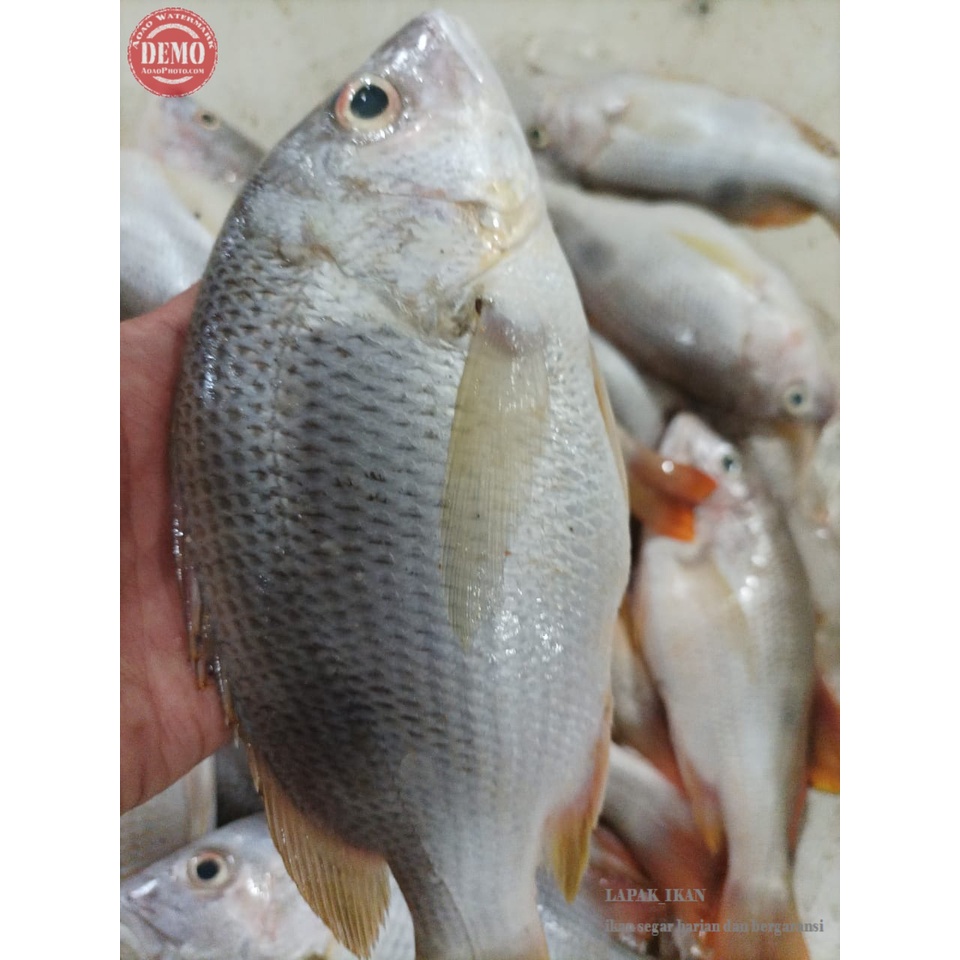 Jual IKAN KAKAP SEGAR IKAN JENAHA Hasil Laut Segar | Shopee Indonesia