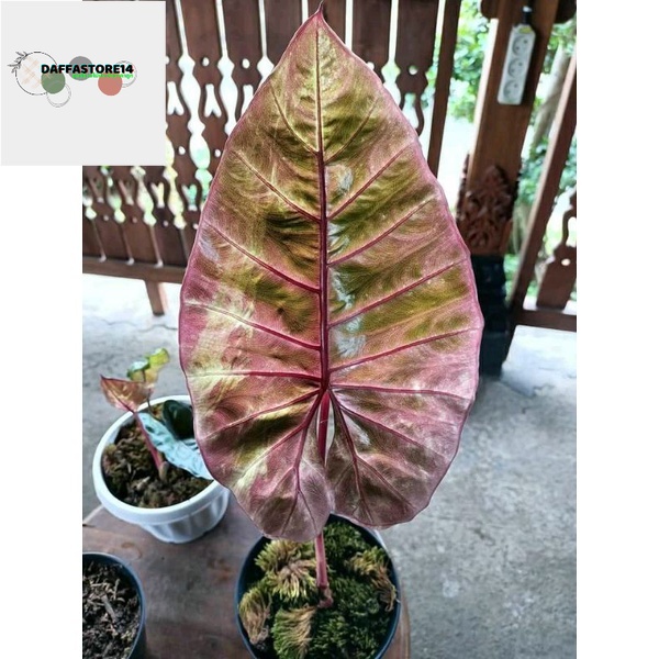 Jual Tanaman Sente Hitam Variegata | daffastoree14 | Shopee Indonesia