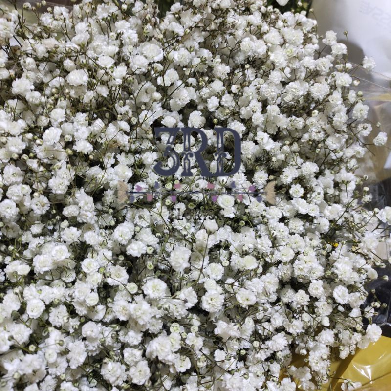 Jual Bunga Baby Breath Import | Shopee Indonesia
