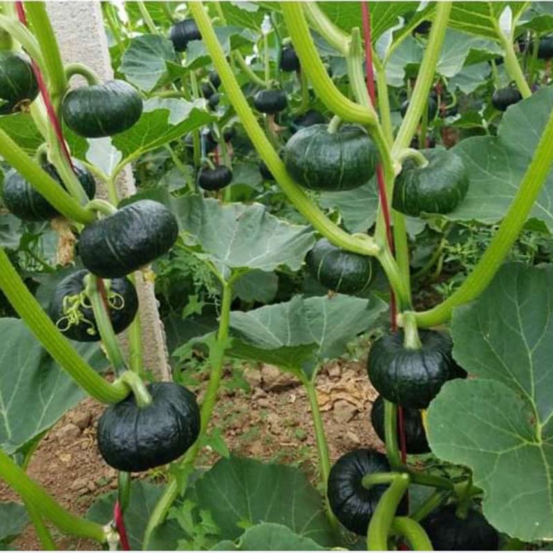 Jual 10 butir biji benih LABU HITAM sayur suprema | Shopee Indonesia