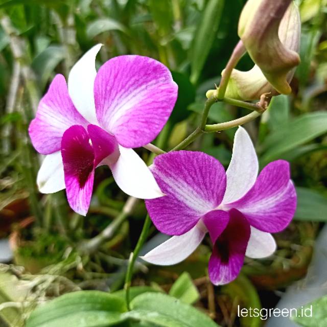 Jual Anggrek Dendrobium Bangkok Fancy (MINI) | Shopee Indonesia