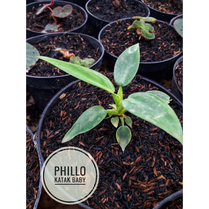 Jual Tanaman Hias Philo Katak/ Philodendron Martianum (Baby) | Shopee ...