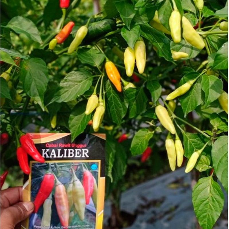 Jual Benih Cabe Cabai Rawit Unggul KALIBER Repack Wijitani | Shopee ...