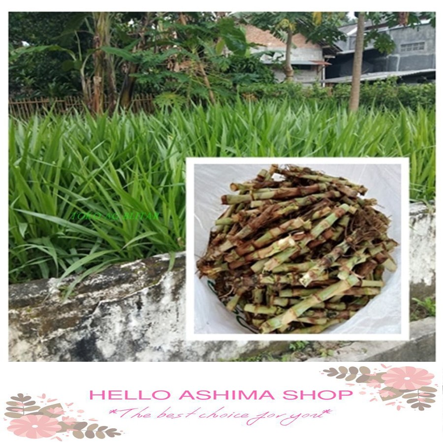 Jual Benih Bibit Rumput Odot Pakan Ternak Sapi Kemasan 1000 batang ...