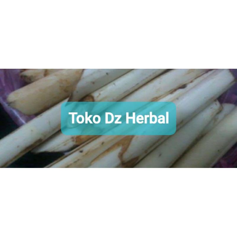 Jual Umbut rotan atau rotan muda segar-az | Shopee Indonesia