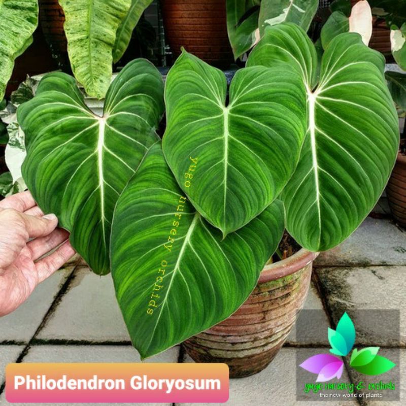 Jual Tanaman Hias Philodendron Gloriosum Daun JUMBO pilo Dewasa ...