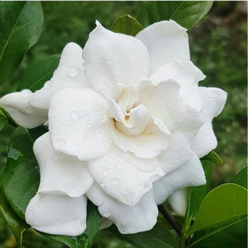 Jual PROMO Bunga Ceplok Piring | Shopee Indonesia