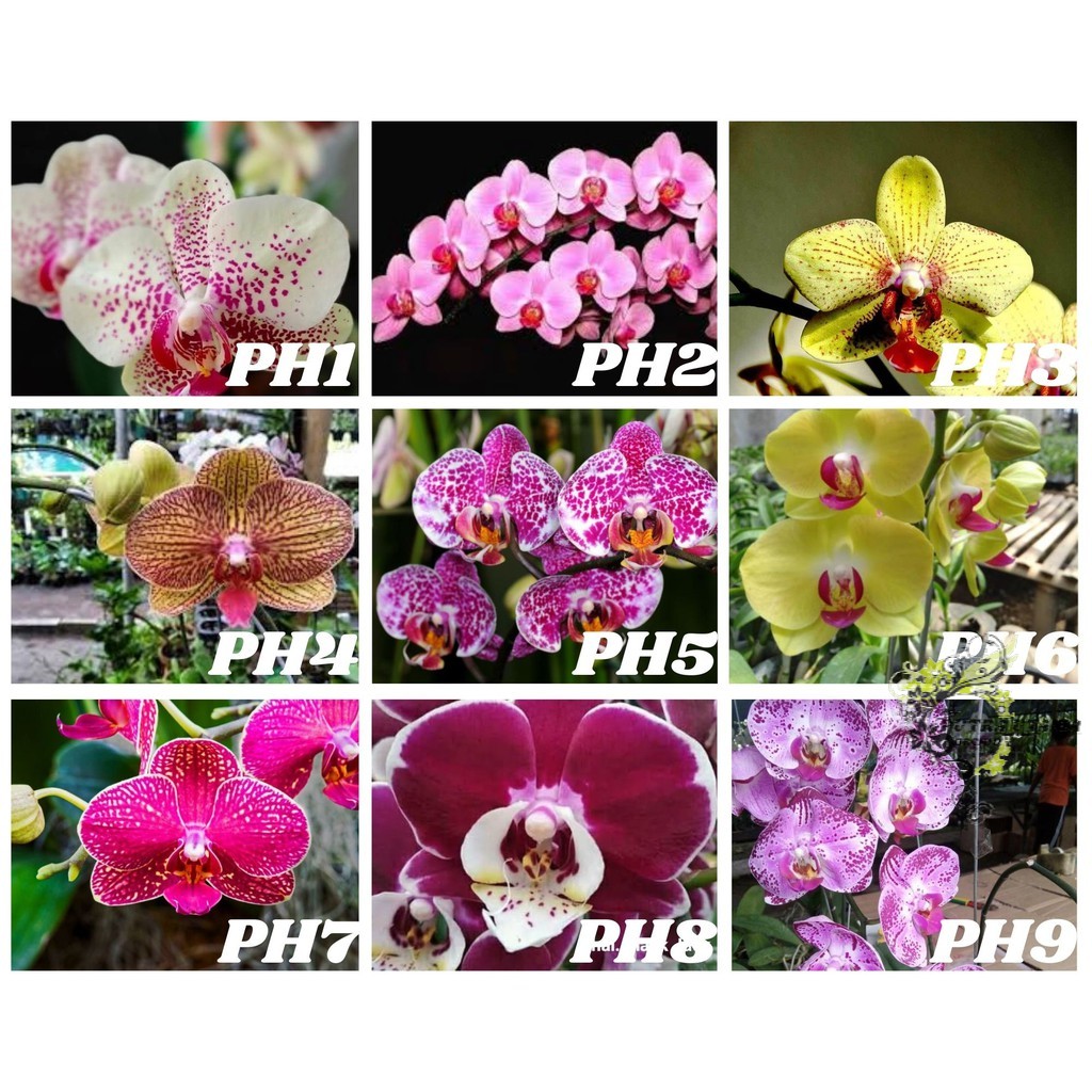 Jual Tanaman Hias Anggrek Bulan Taiwan Dalam Botol | Shopee Indonesia