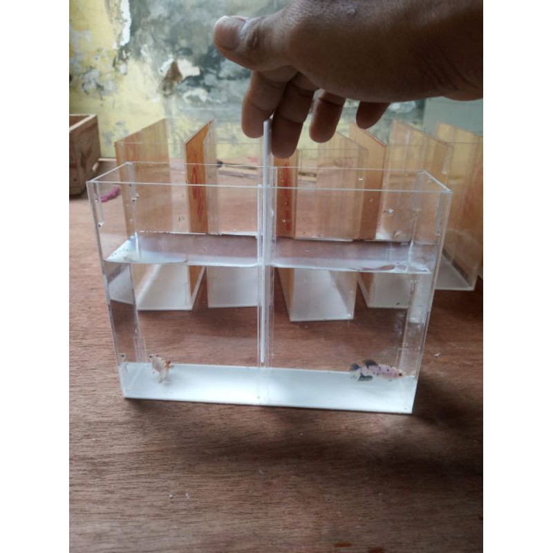 Jual AKUARIUM/SOLITER AKRILIK 20X6X12 Double sekat | Shopee Indonesia