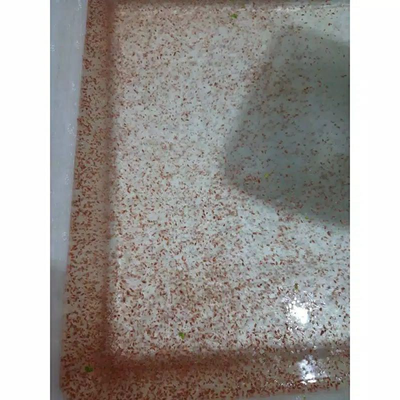 Jual Kutu Air Raksasa Daphnia Magna Pakan Ikan Cupang, Guppy, Molly dll ...