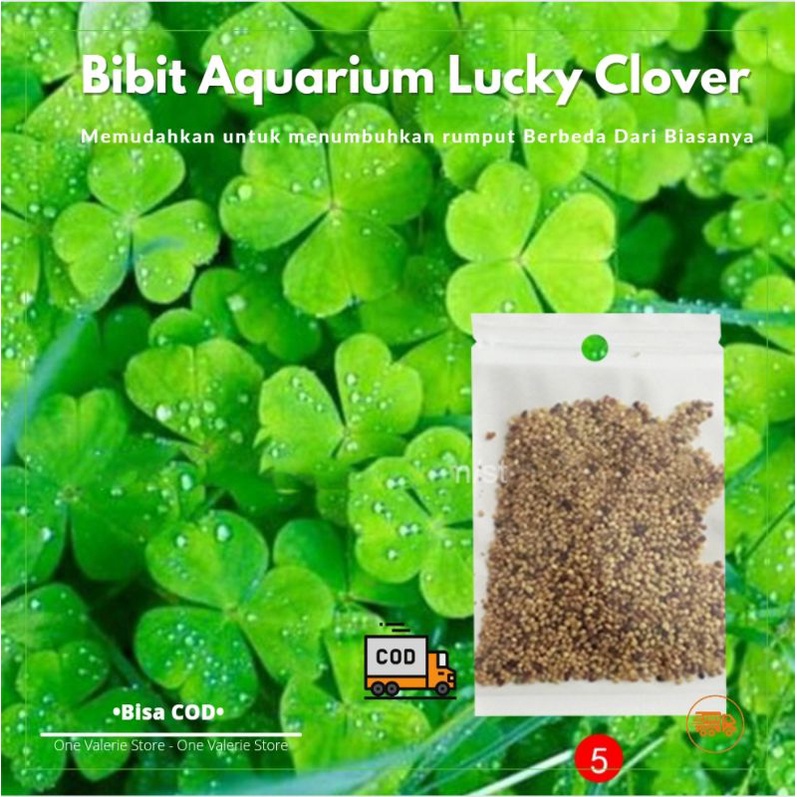 Jual Bibit Tanaman Aquascape Aquarium Rumput Air Speed Lucky Clover ...