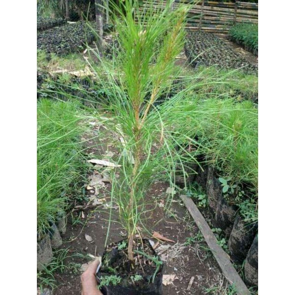 Jual Bibit Pohon Pinus Merkusi Siap Tanam Up 30cm | Shopee Indonesia