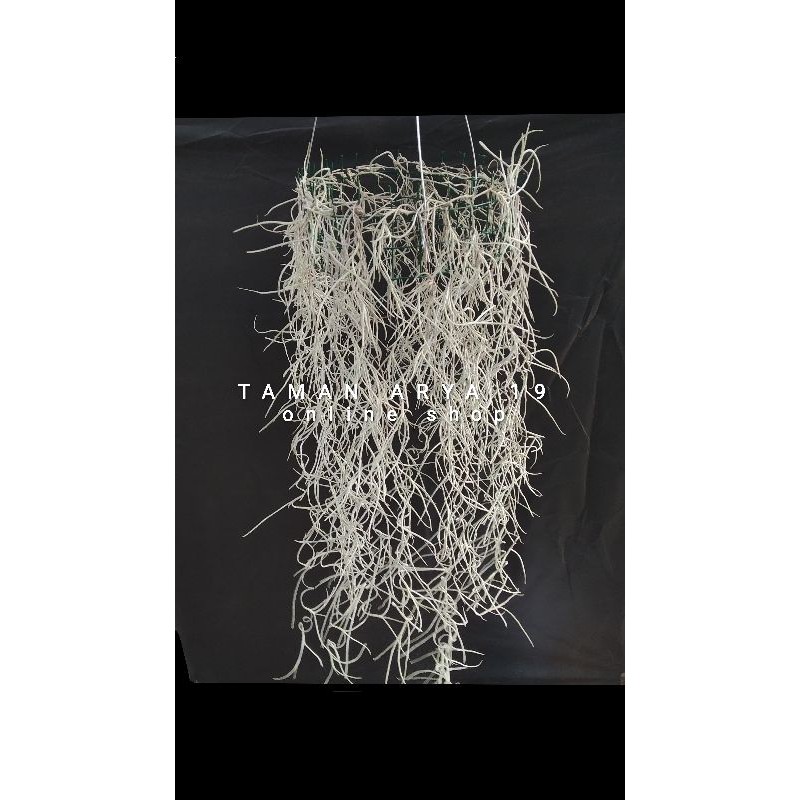 Jual TANAMAN HIAS JENGGOT MUSA | TILANDSIA USNEOIDES | Shopee Indonesia