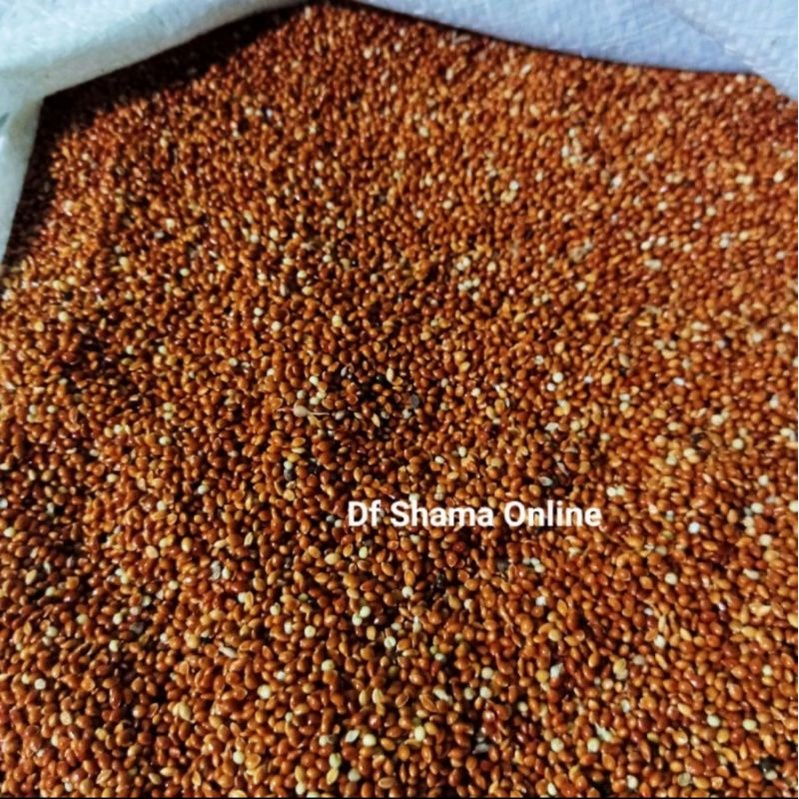 Jual Milet Merah / Putih / Kuning 200 Gr Kualitas A Milet Merah Kiloan ...
