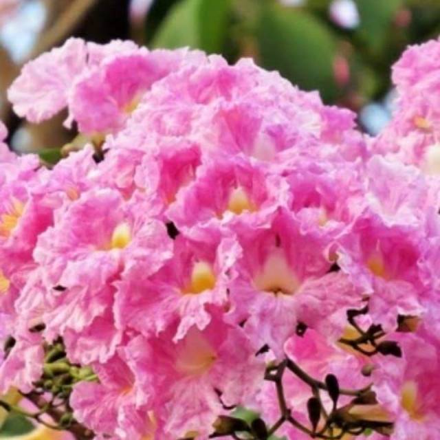 Jual Pohon tabebuya bunga pink siap berbunga tinggi 3 meter | Shopee ...