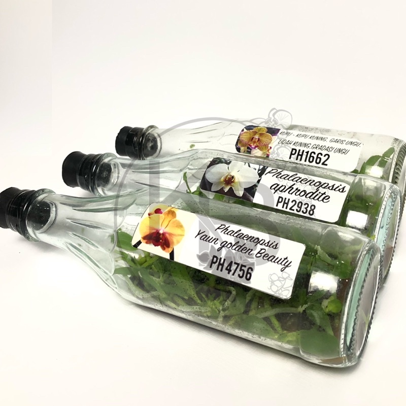 Jual Anggrek Bulan Premium Botol | Anggrek Botolan Murah | Shopee Indonesia