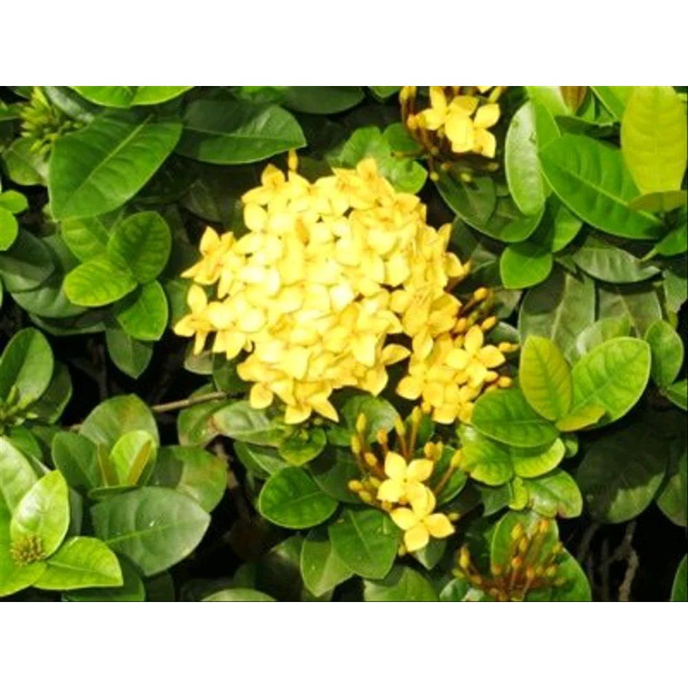Jual Tanaman Hias Asoka Jepang Kuning - Soka bunga kuning | Shopee ...