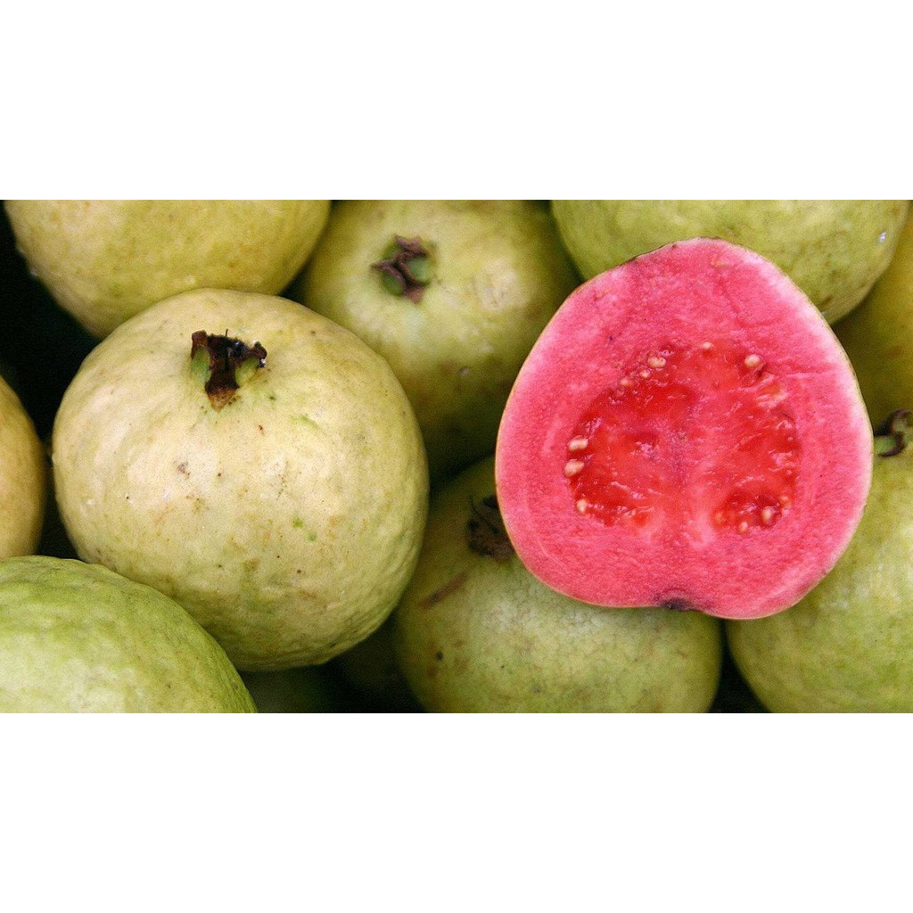 Jual Jambu Merah 1 kg | Shopee Indonesia