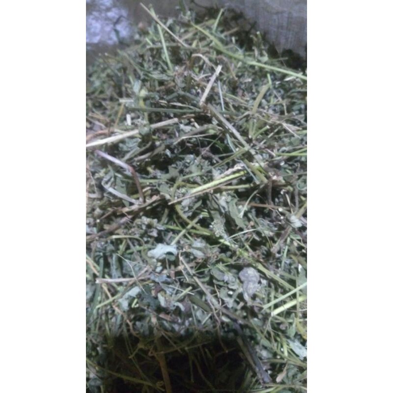 Jual Daun patikan kebo kering berat bersih 1kg | Shopee Indonesia
