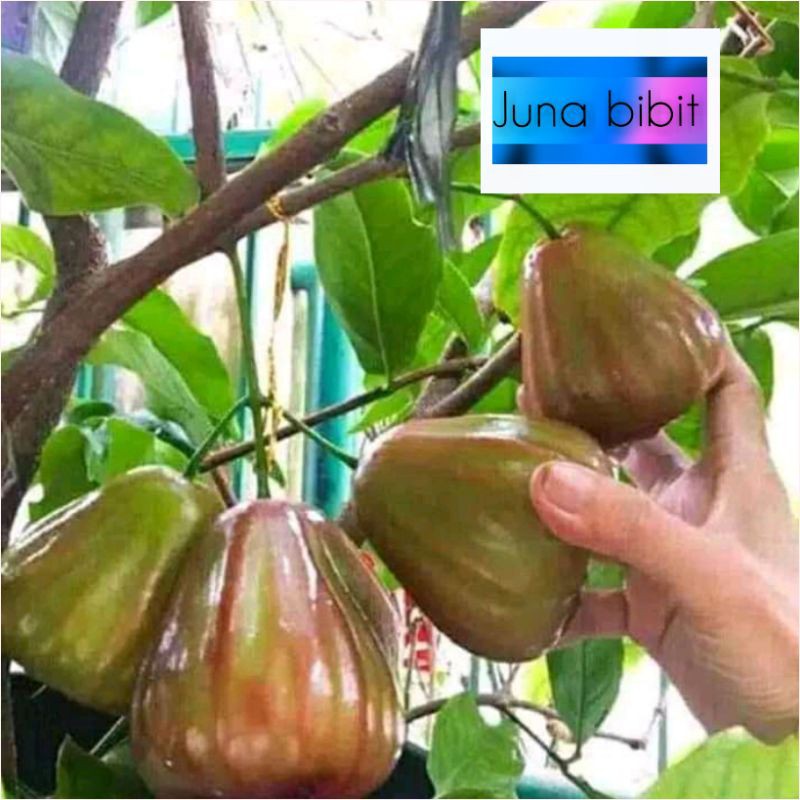 Jual bibit jambu air king ros cangkok/okulasi sambung pucuk | Shopee ...