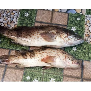 Jual Ikan Segar Terlengkap & Harga Terbaru Mei 2024 | Shopee Indonesia