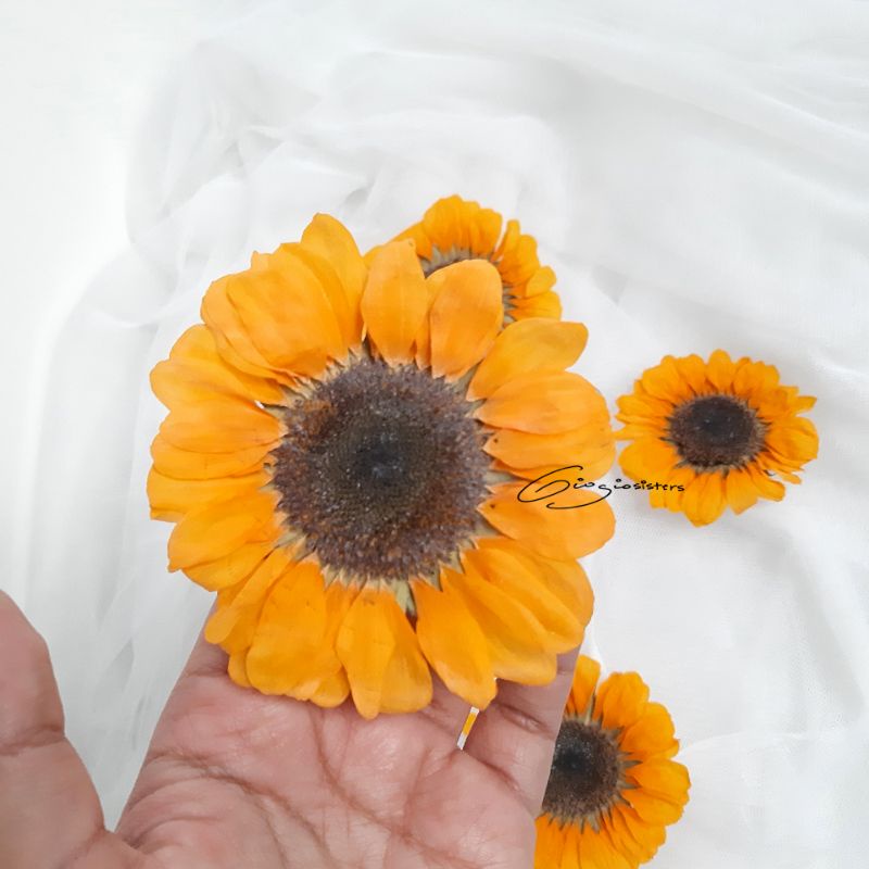 Jual Preserved Sunflower GRADE A | Preserved Helianthus | Bunga ...