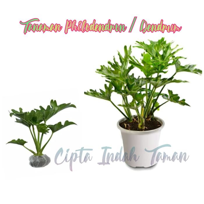 Jual Tanaman Hias Dendrum | Philodendron Jari | tanaman indoor philo ...