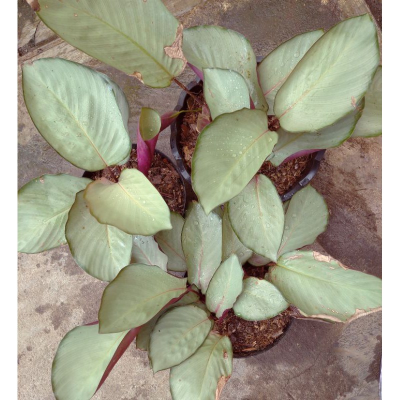 Jual calathea silver plate besar | Shopee Indonesia